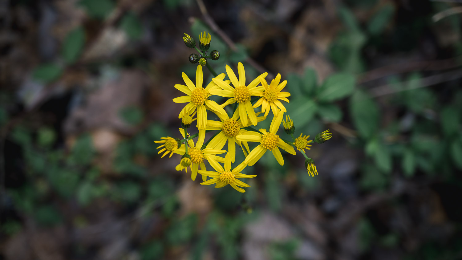 Alabama Wildflowers Identification