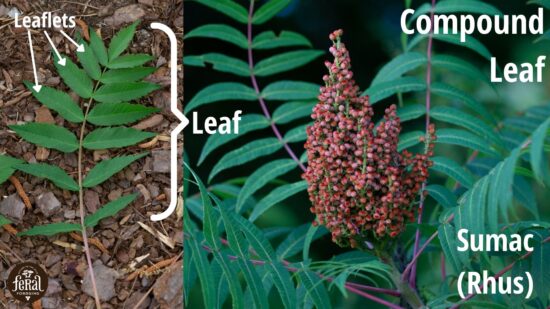 New to Plant Identification? The Two Most Important Details! - Feral ...