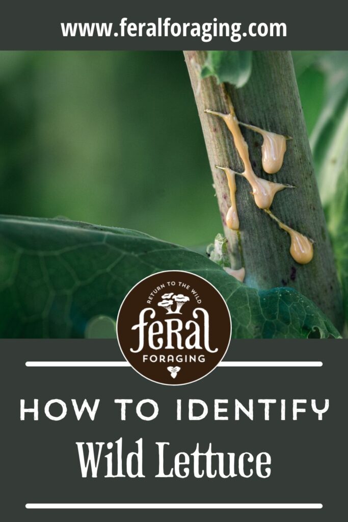 How to Identify Wild Lettuce and Look Alikes - Feral Foraging
