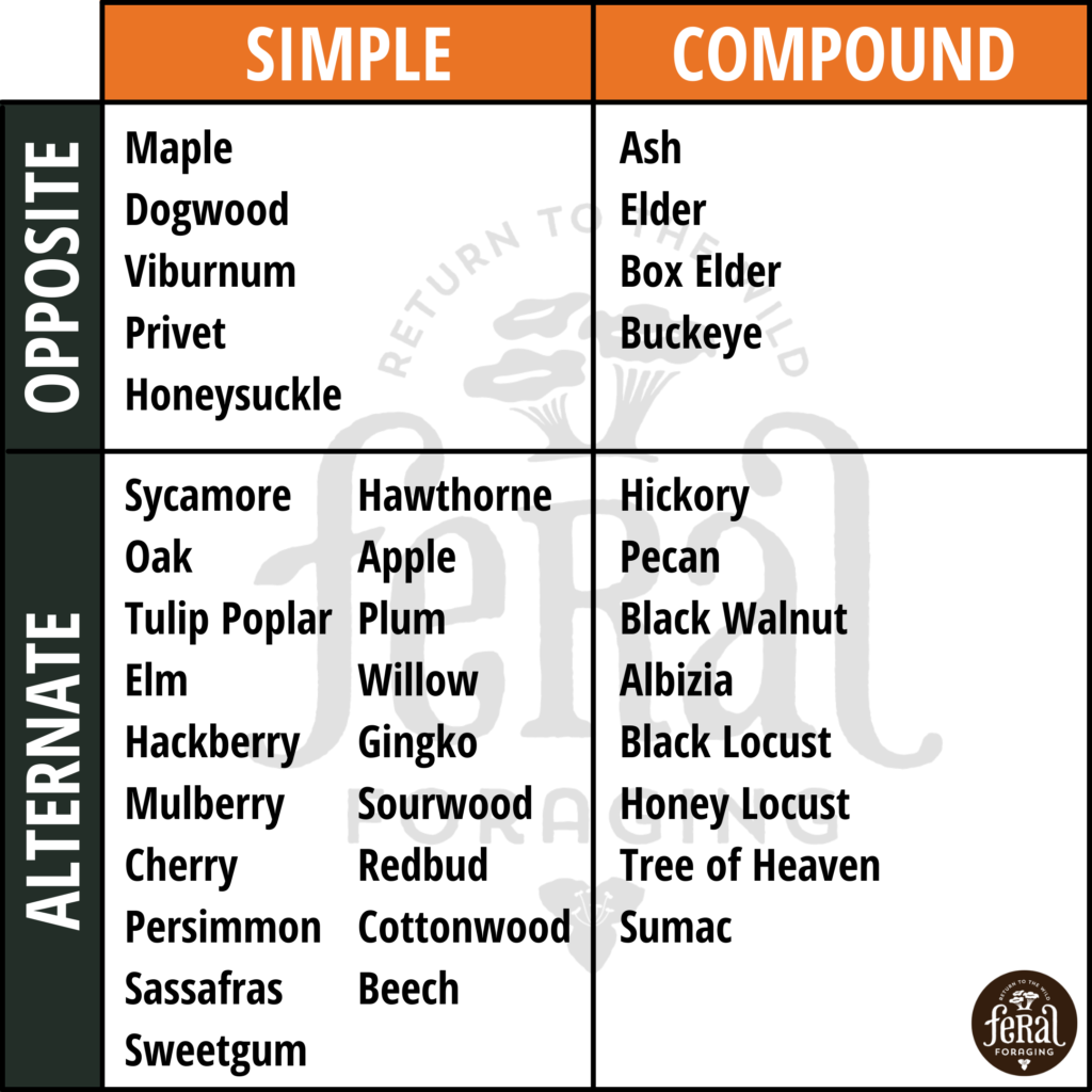 Identifying Trees in the Southeastern US - A Simple Guide - Feral Foraging