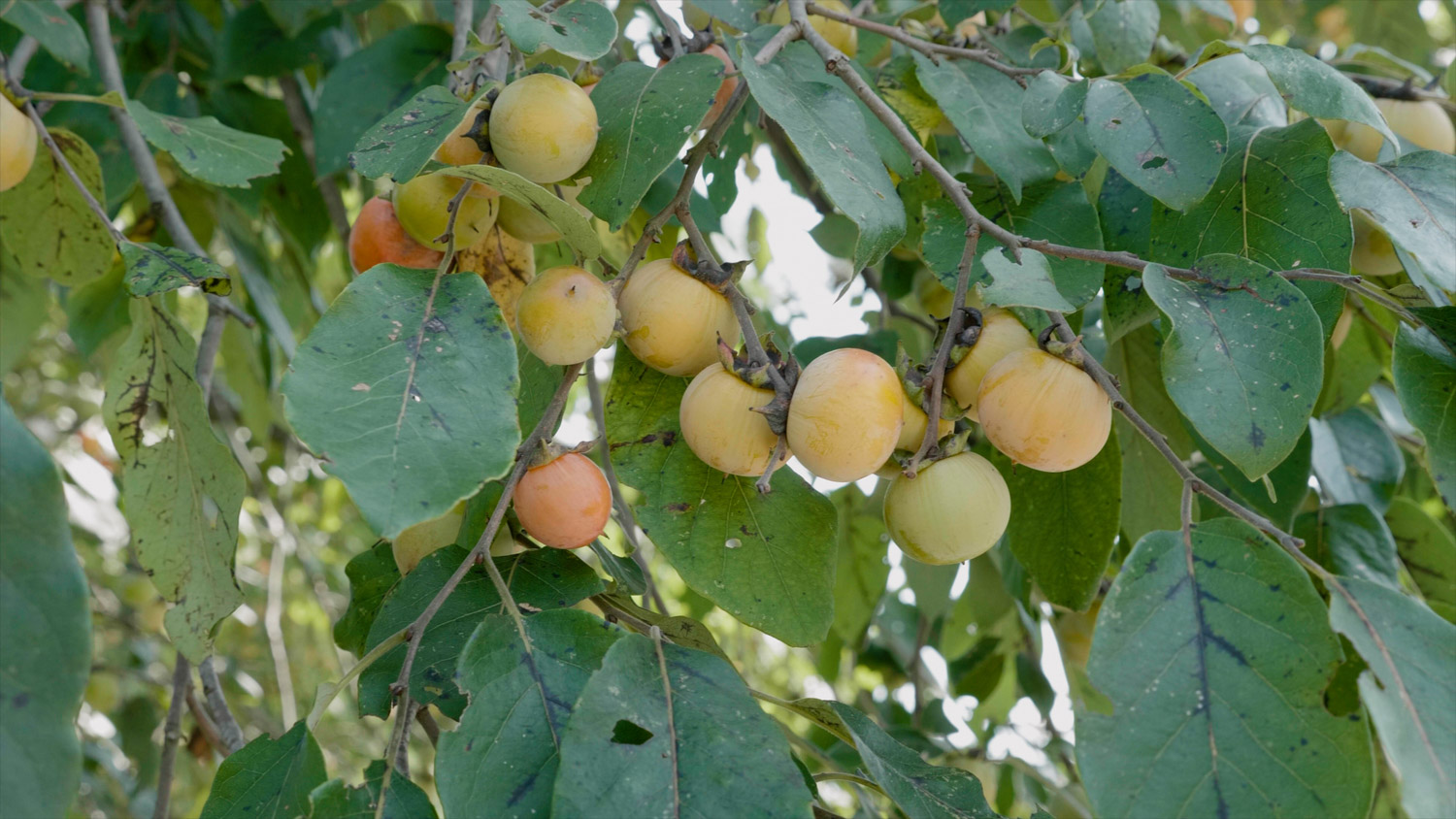 How to make Acorn Bread - Feral Foraging