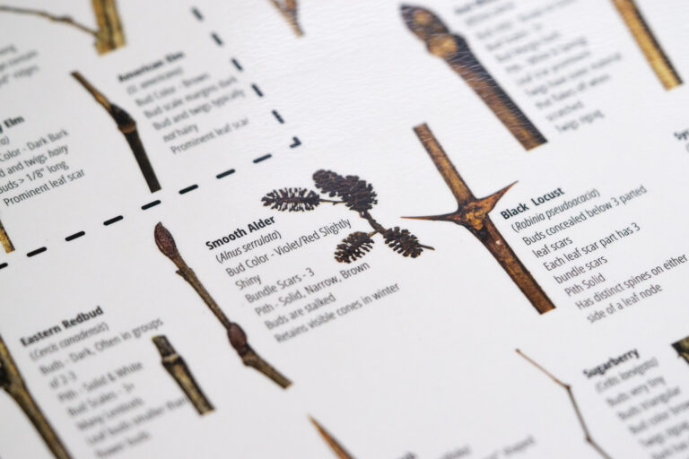 Tree Bud Identification Guide Sheet - Feral Foraging
