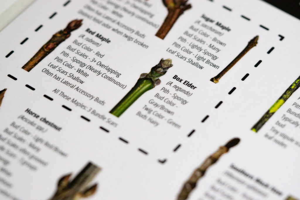 Tree Bud Identification Guide Sheet - Feral Foraging