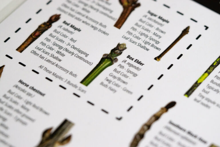 Tree Bud Identification Guide Sheet - Feral Foraging