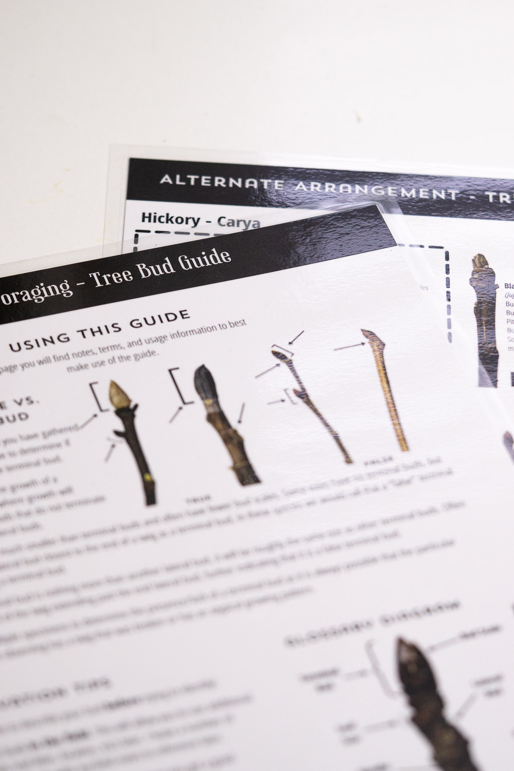 Tree Bud Identification Guide Sheet - Feral Foraging