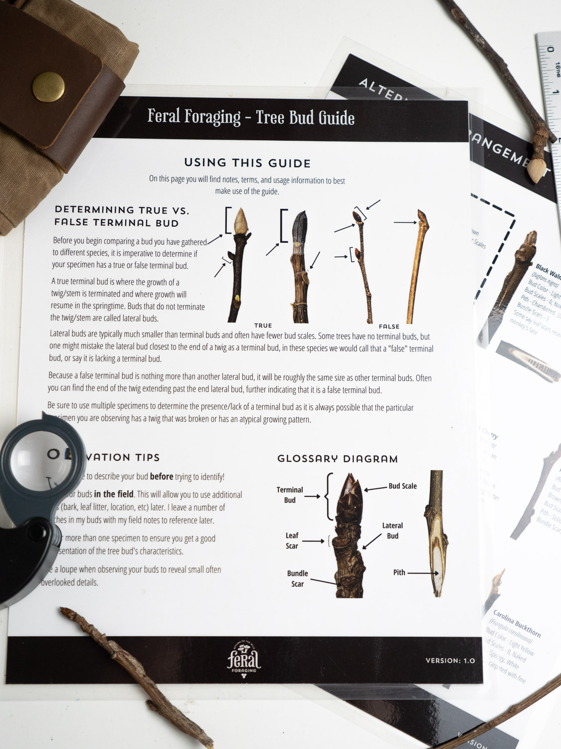Tree Bud Identification Guide Sheet - Feral Foraging