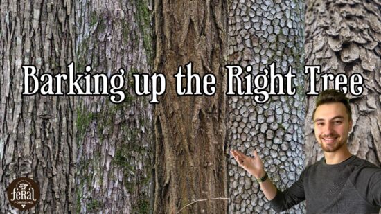 The Ultimate Guide to Winter Tree Identification - Feral Foraging