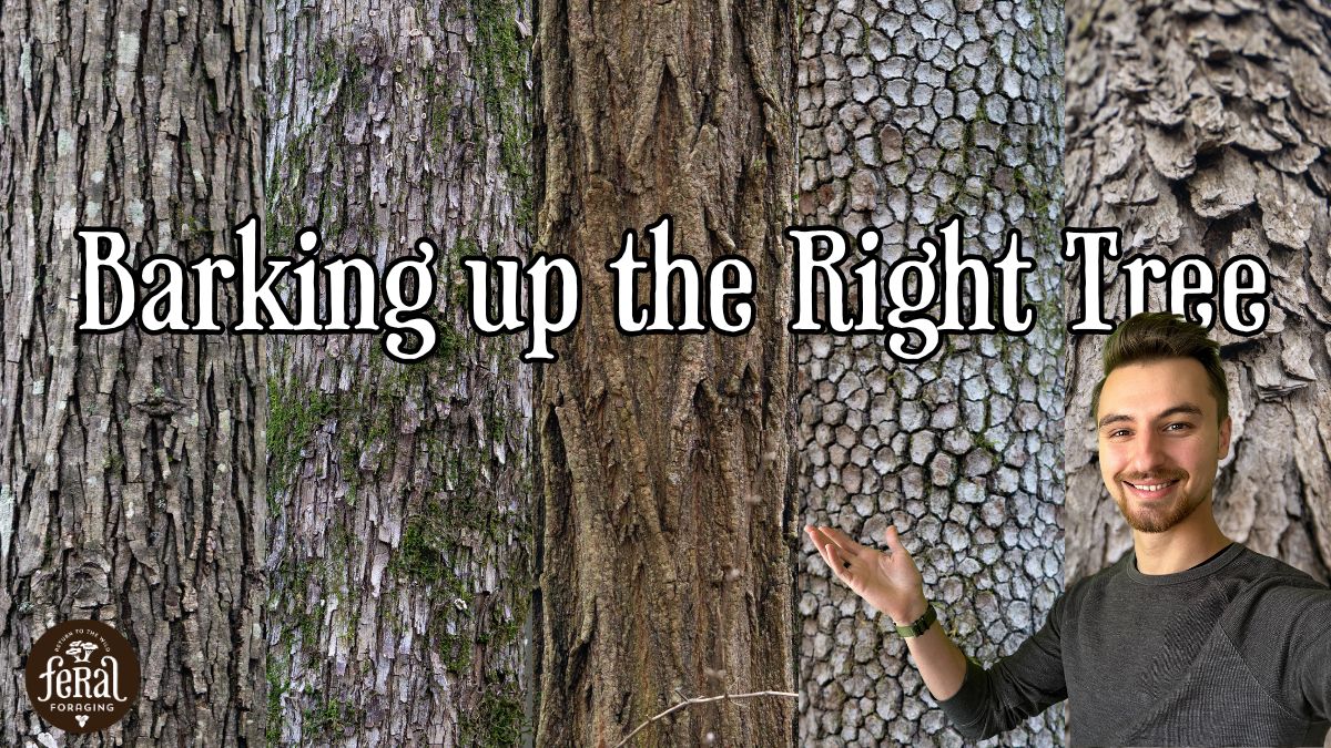 The Ultimate Guide to Winter Tree Identification - Feral Foraging