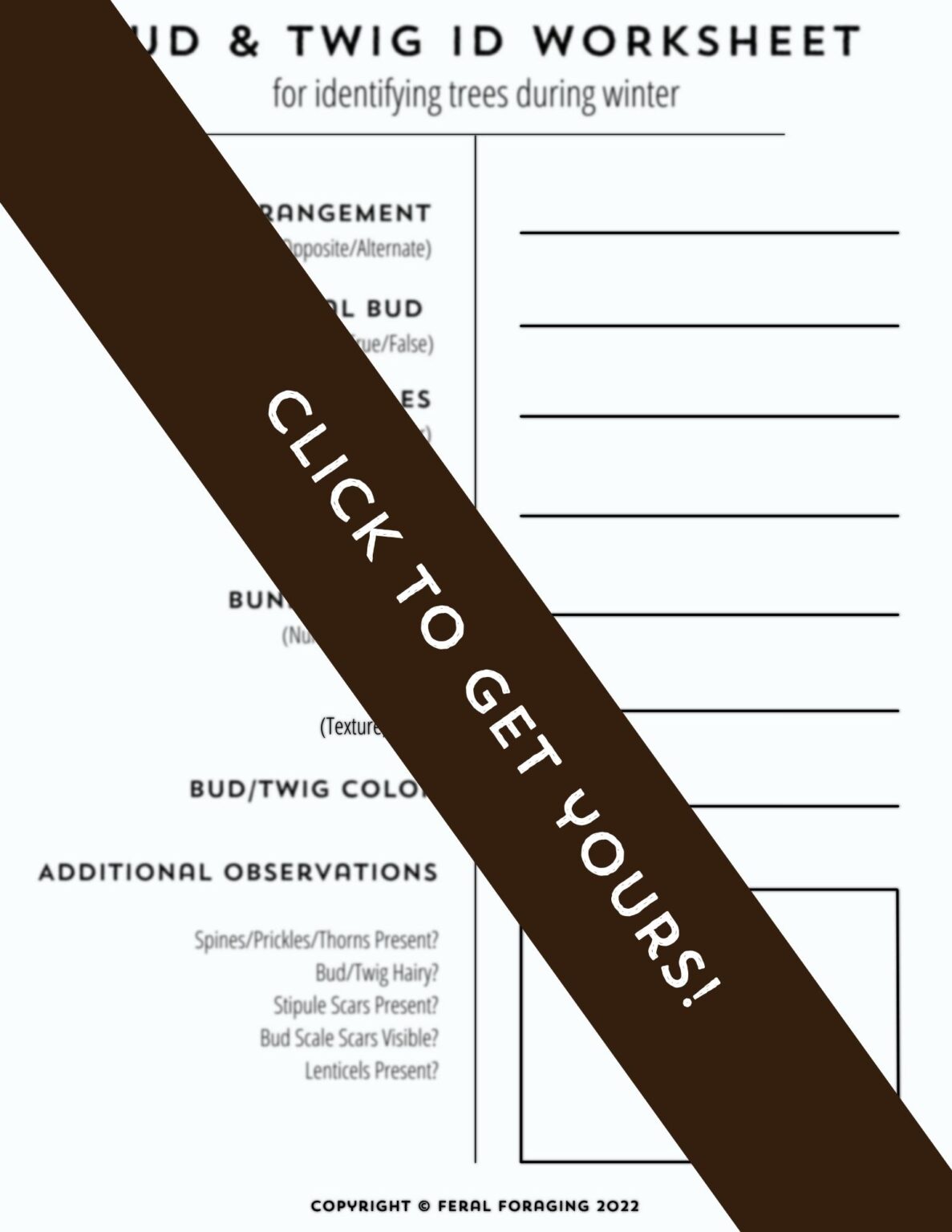 The Ultimate Guide to Winter Tree Identification - Feral Foraging