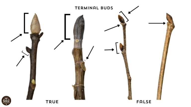 The Ultimate Guide to Winter Tree Identification - Feral Foraging