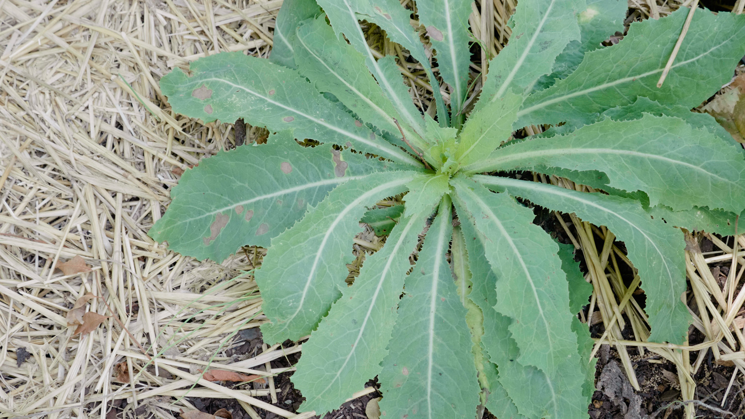 How to Make Wild Lettuce Extract - Feral Foraging