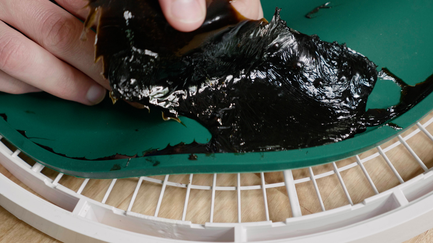 How to Make Wild Lettuce Extract - Feral Foraging