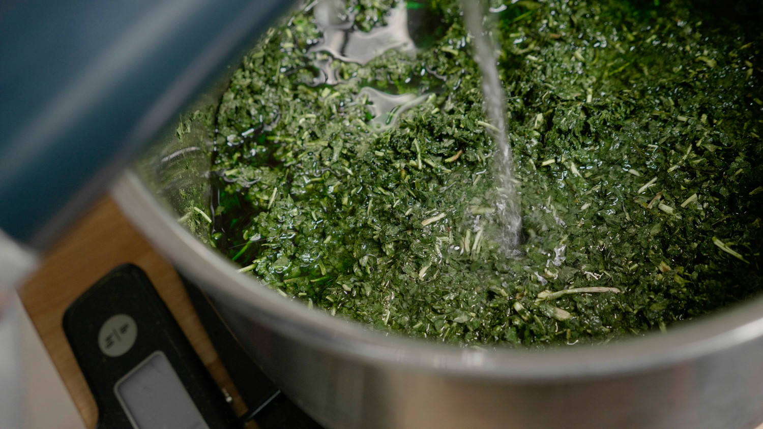 How to Make Wild Lettuce Extract - Feral Foraging