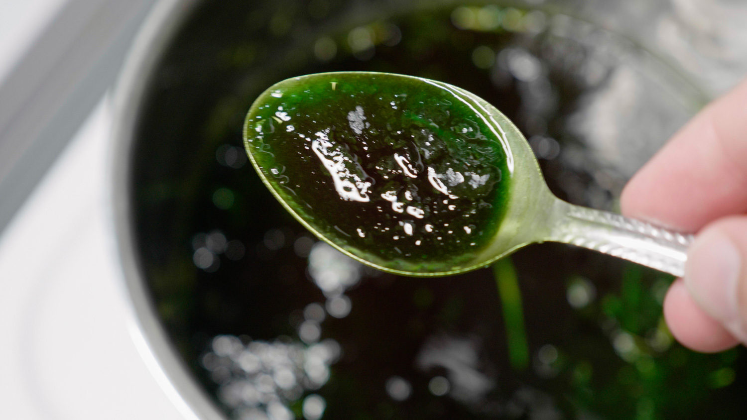 How to Make Wild Lettuce Extract - Feral Foraging