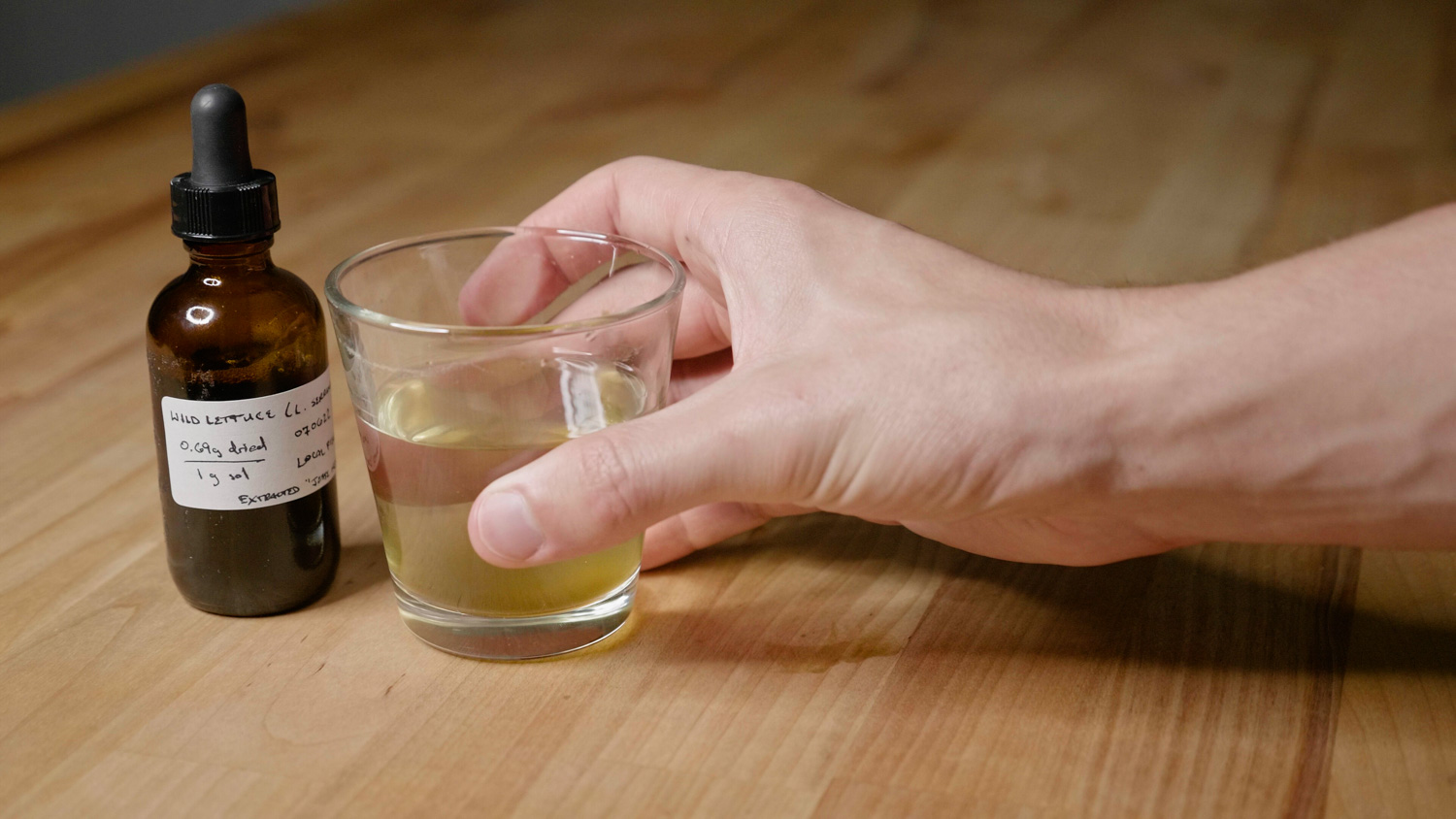 How to Make Wild Lettuce Extract - Feral Foraging