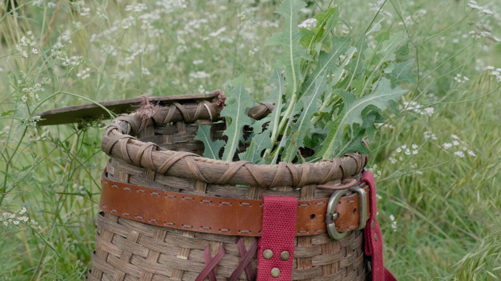 How to Make Wild Lettuce Extract - Feral Foraging
