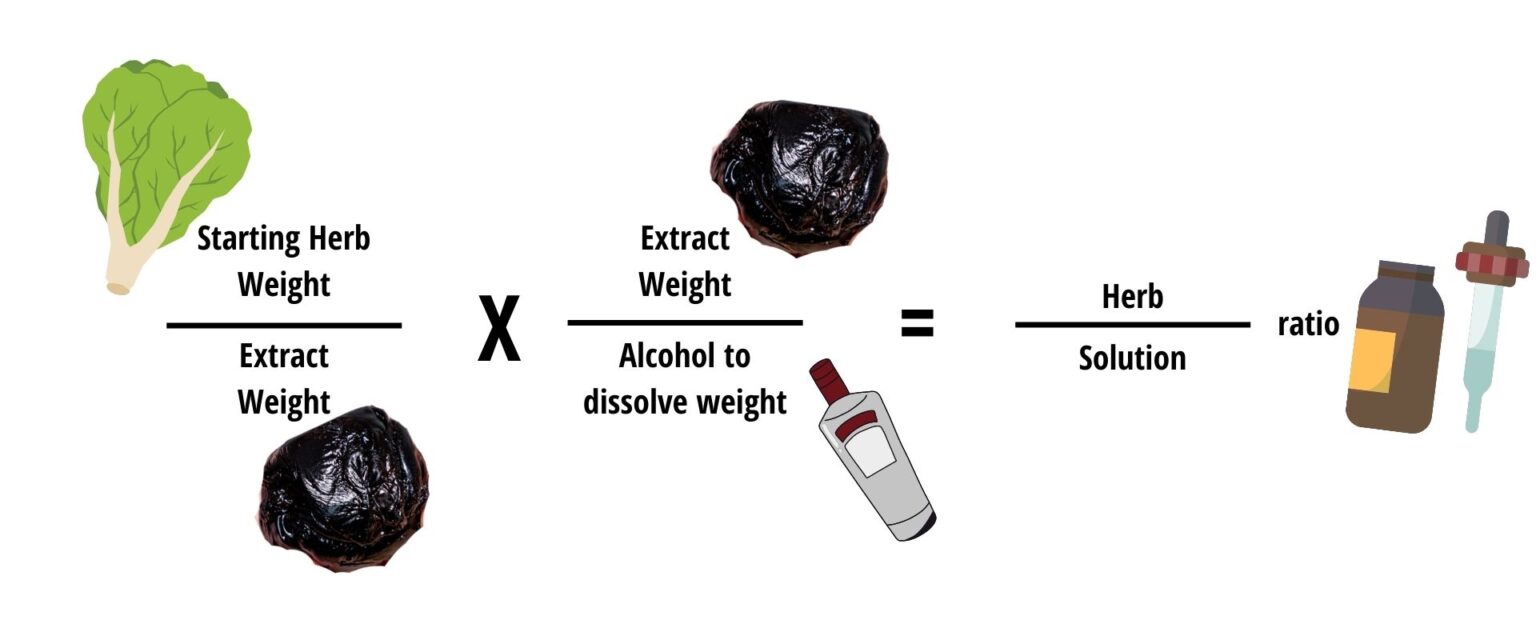 How to Make Wild Lettuce Extract - Feral Foraging