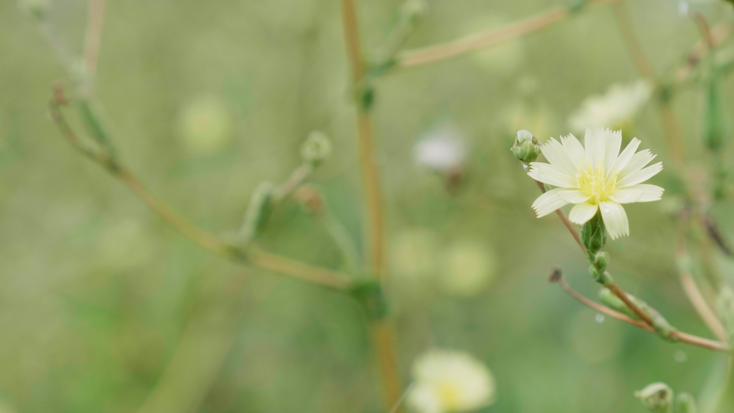 How to Make Wild Lettuce Extract - Feral Foraging