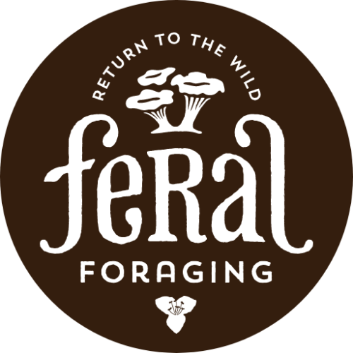 Kudzu Foraging Guide – Feral Foraging