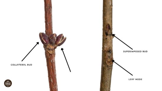 The Ultimate Guide to Winter Tree Identification - Feral Foraging