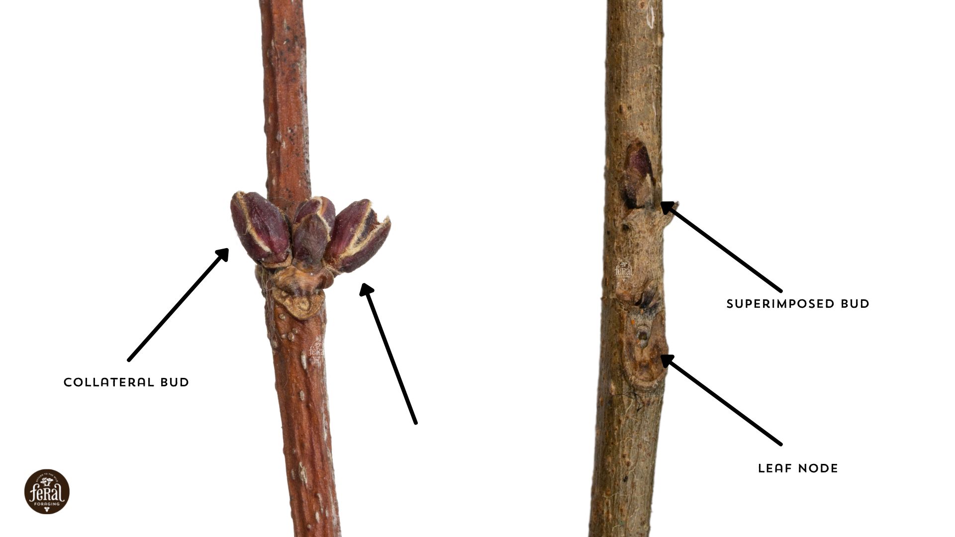 The Ultimate Guide to Winter Tree Identification - Feral Foraging