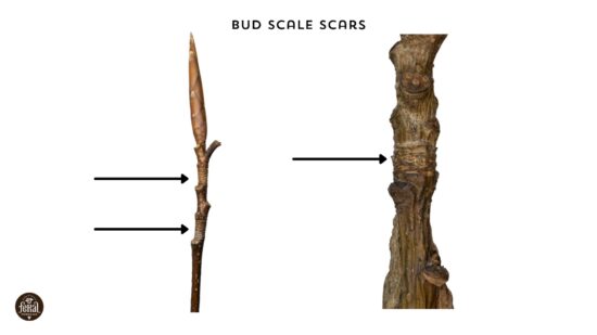 The Ultimate Guide to Winter Tree Identification - Feral Foraging
