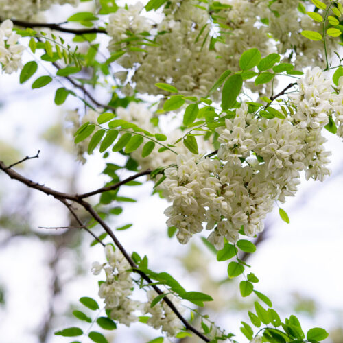 Morel Tree Associations - A Quantitative Analysis - Feral Foraging
