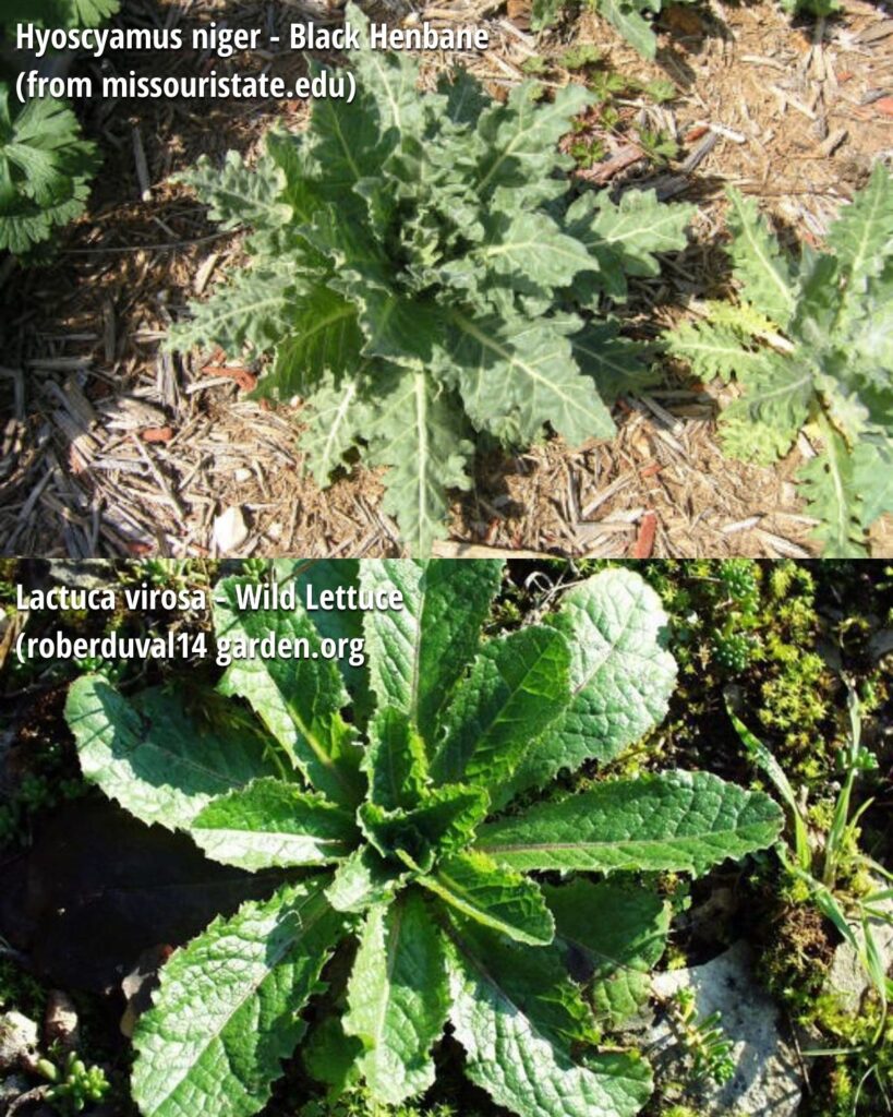 Is Wild Lettuce Toxic? - Feral Foraging