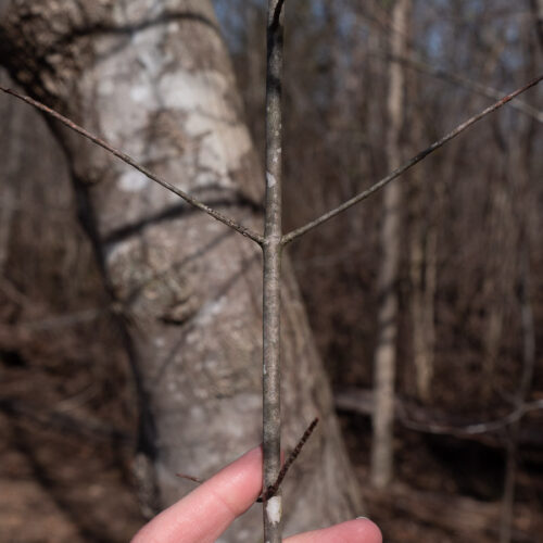 Morel Tree Associations - A Quantitative Analysis - Feral Foraging