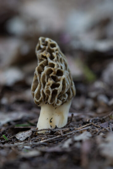 Should You Cut or Pull Morels - The Ultimate Guide - Feral Foraging