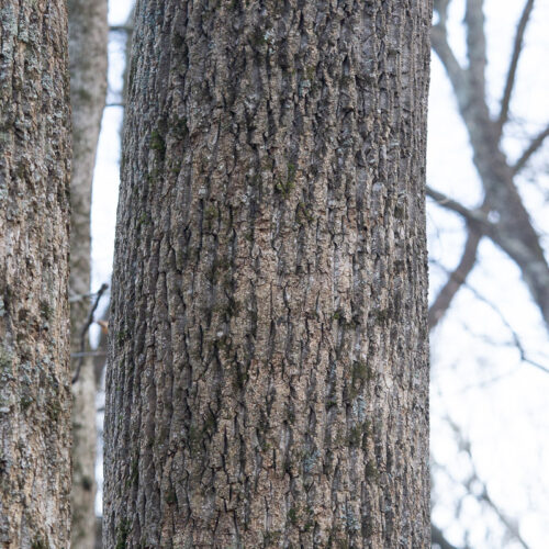 Morel Tree Associations - A Quantitative Analysis - Feral Foraging