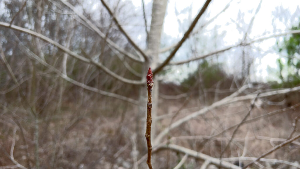 Morel Tree Associations - A Quantitative Analysis - Feral Foraging