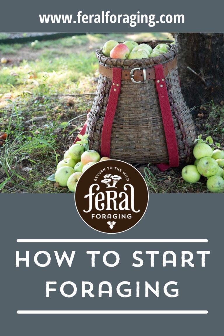 How to start foraging - Feral Foraging
