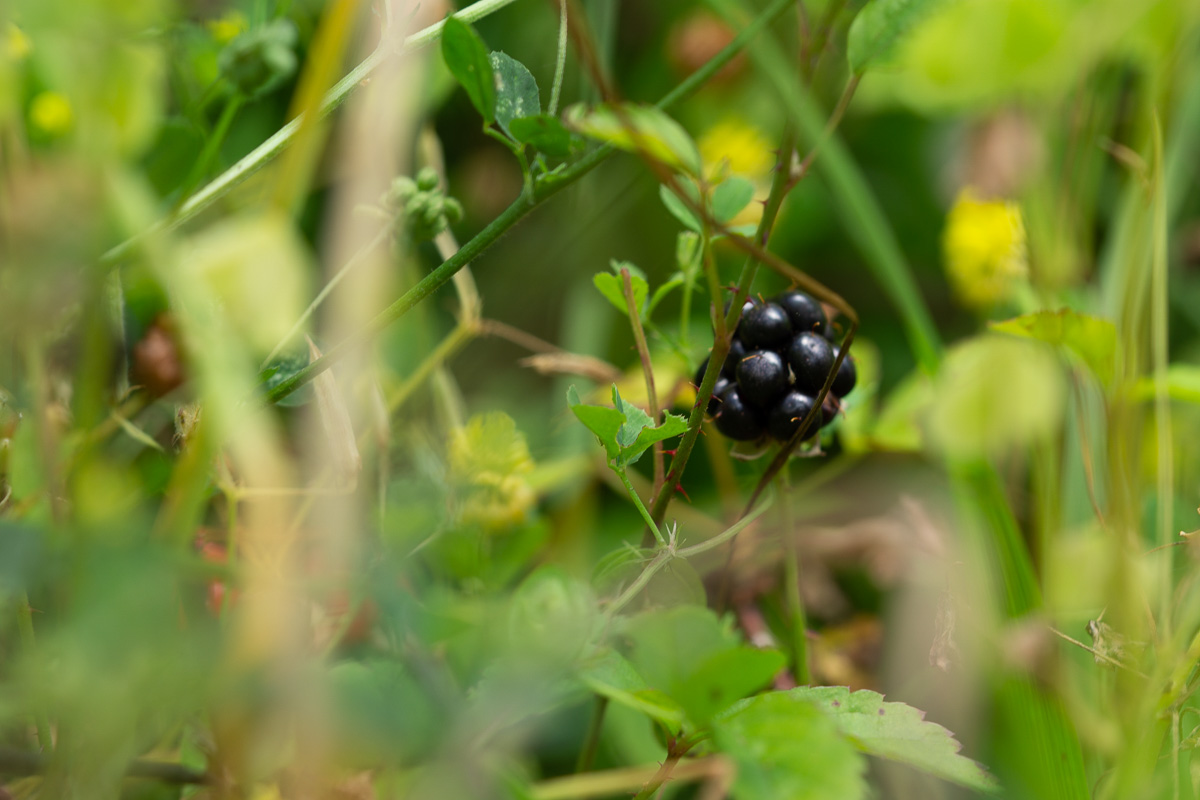 How to start foraging - Feral Foraging