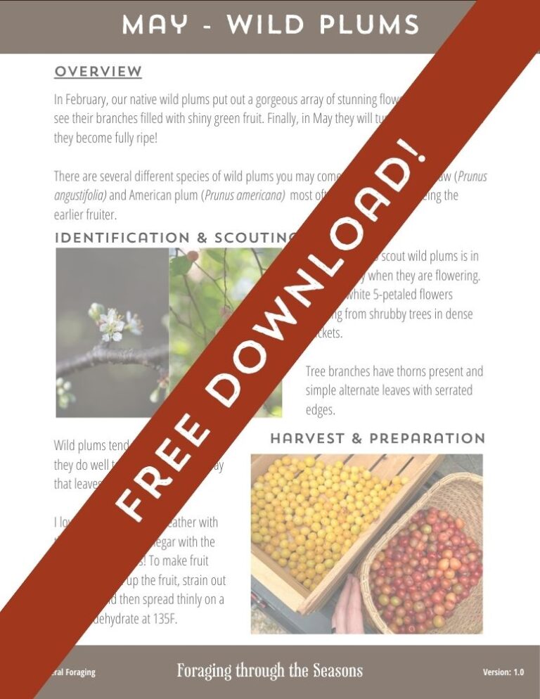 The Ultimate Guide to Winter Tree Identification - Feral Foraging