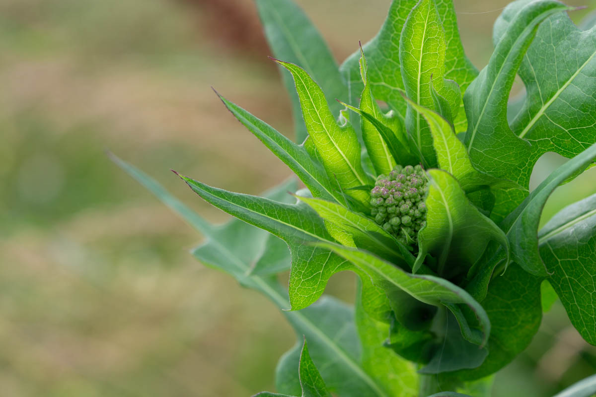 A Guide to Foraging in Alabama and the Southeast - Feral Foraging