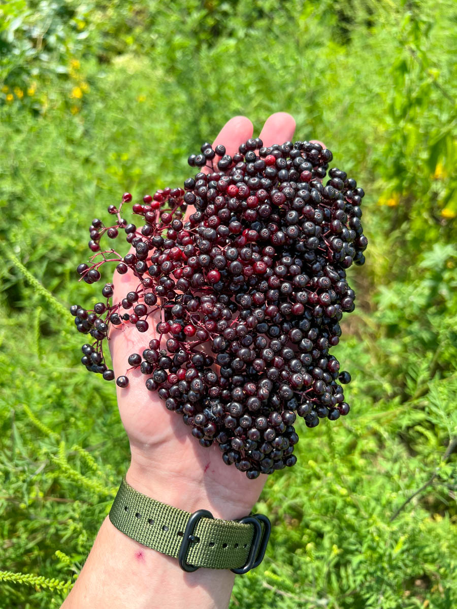 A Guide to Foraging in Alabama and the Southeast - Feral Foraging