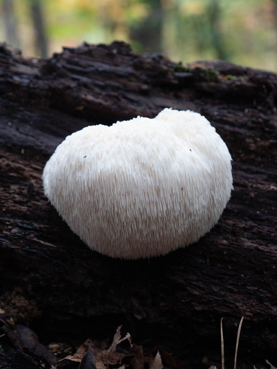 A Guide to Foraging in Alabama and the Southeast - Feral Foraging