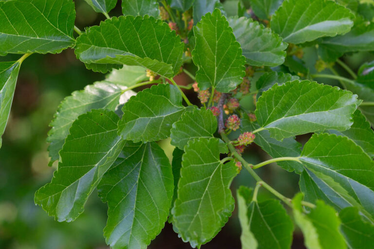 A Guide to Foraging in Alabama and the Southeast - Feral Foraging