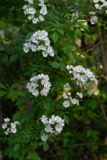A Guide to Foraging in Alabama and the Southeast - Feral Foraging