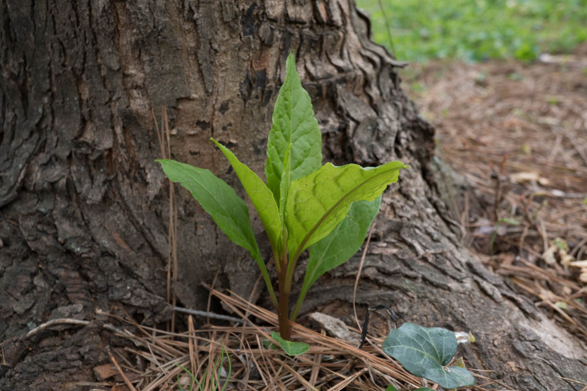 A Guide to Foraging in Alabama and the Southeast - Feral Foraging