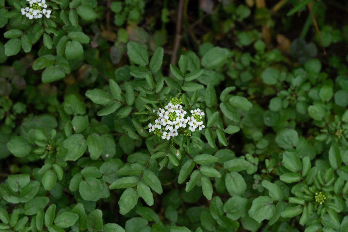 A Guide to Foraging in Alabama and the Southeast - Feral Foraging