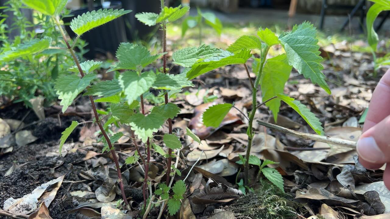 A Guide to Foraging in Alabama and the Southeast - Feral Foraging