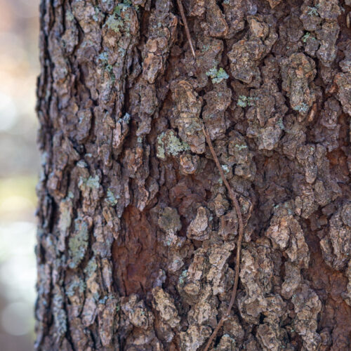 Medicinal Trees for Winter (Bark Medicine) - Feral Foraging