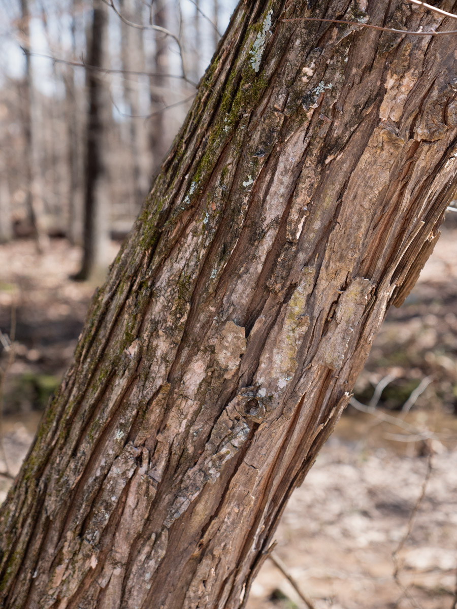 Medicinal Trees for Winter (Bark Medicine) - Feral Foraging