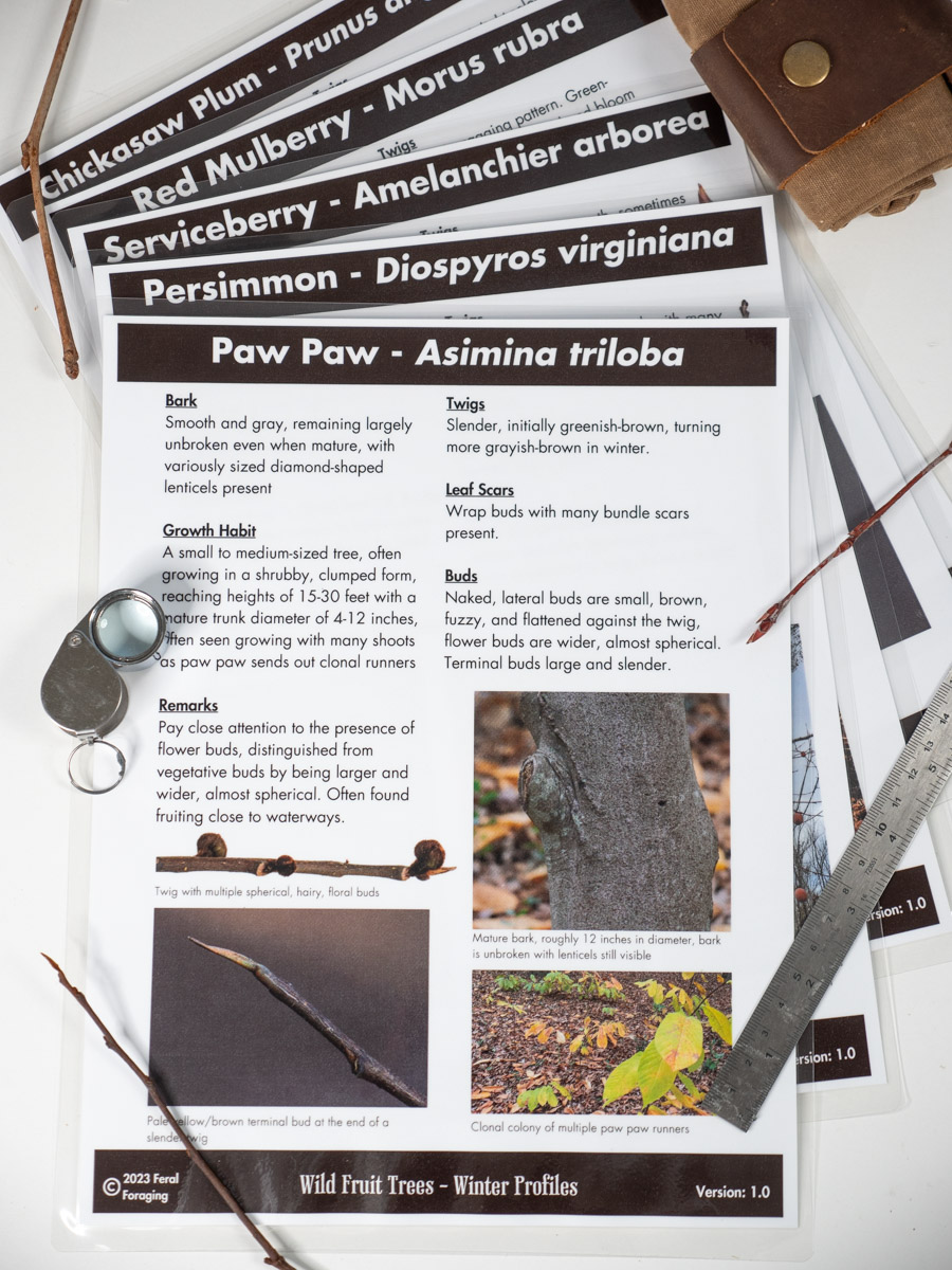 The Ultimate Guide to Winter Tree Identification - Feral Foraging