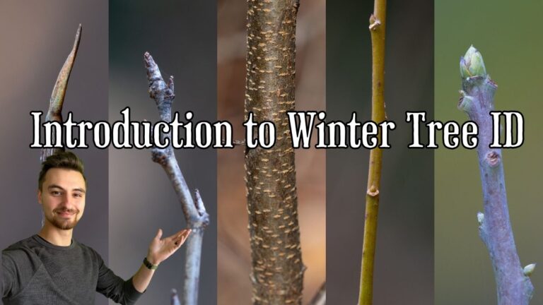 The Ultimate Guide to Winter Tree Identification - Feral Foraging