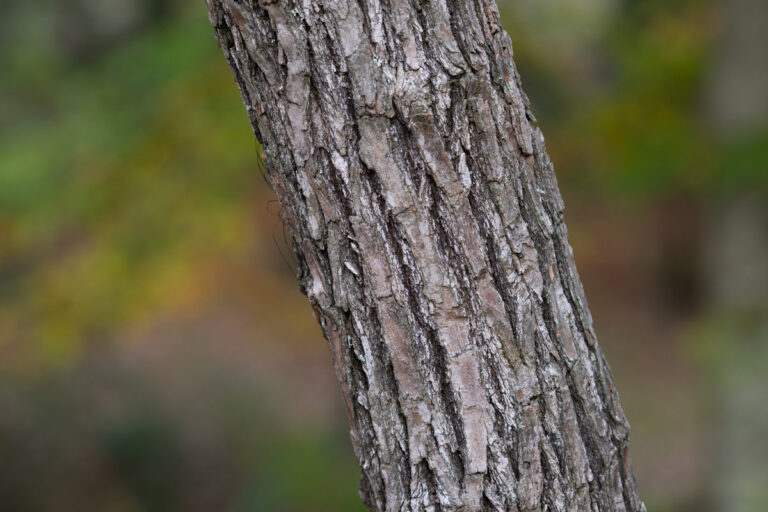 Medicinal Trees for Winter (Bark Medicine) - Feral Foraging