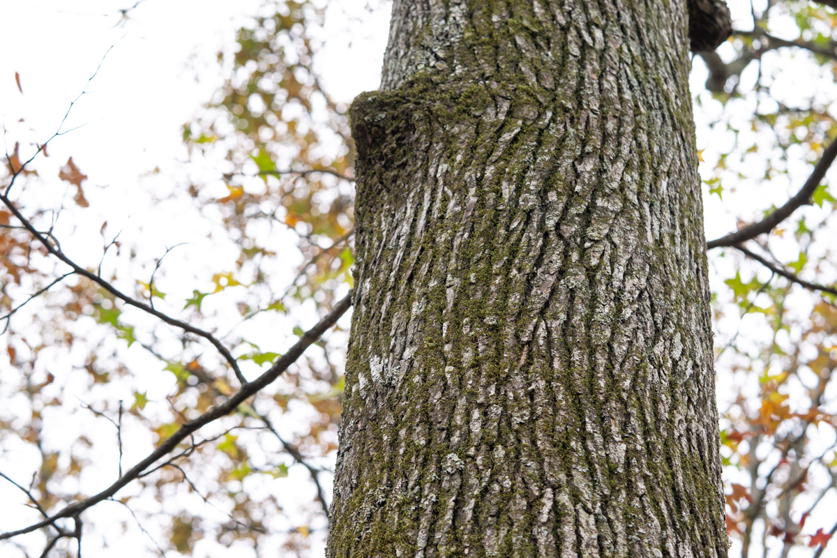 Medicinal Trees for Winter (Bark Medicine) - Feral Foraging