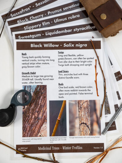 Medicinal Trees for Winter (Bark Medicine) - Feral Foraging